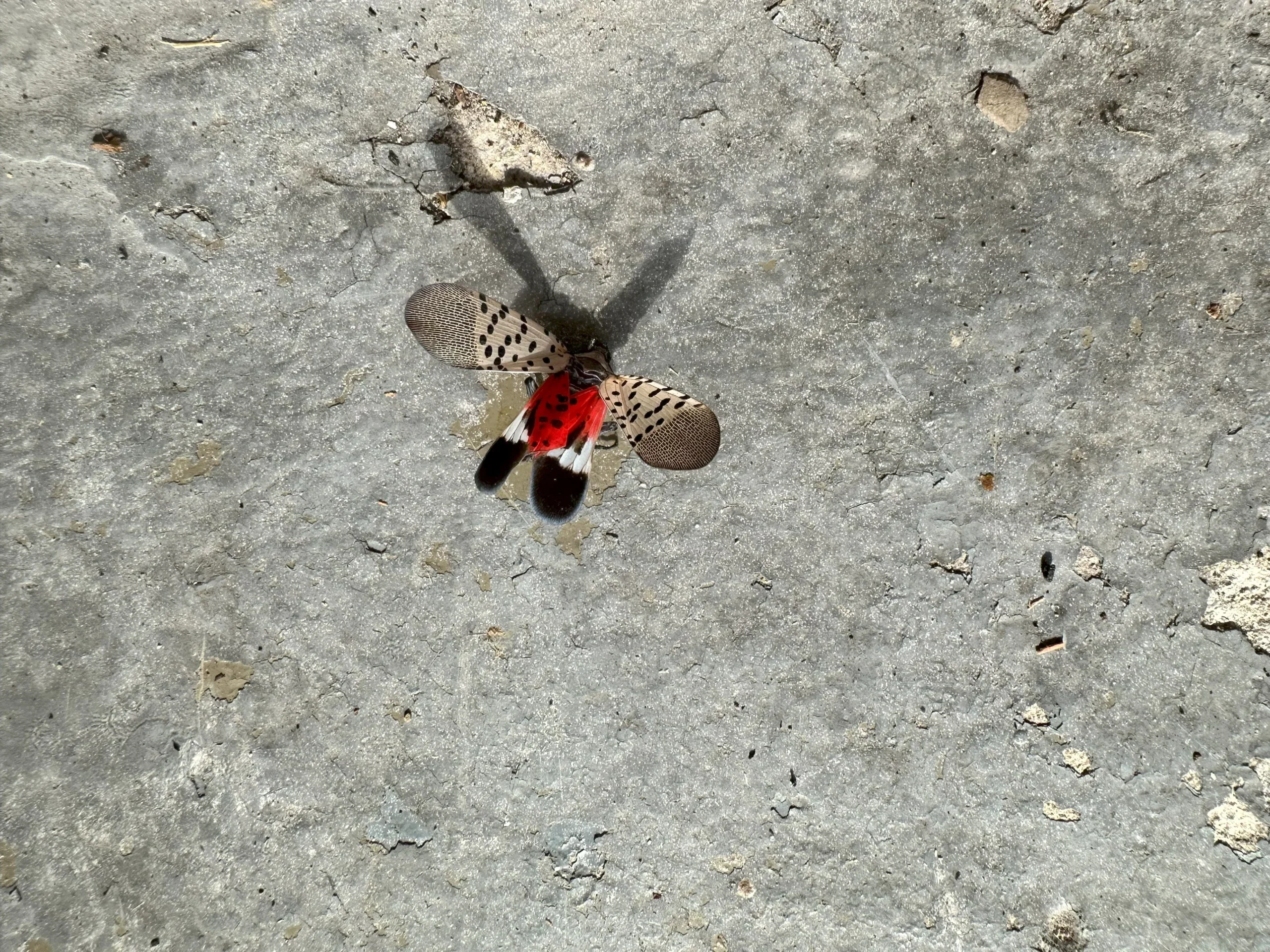 Spotted Lanternfly Control Services by Bull Run Turf